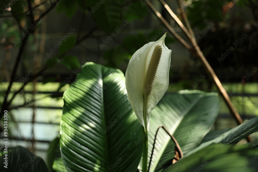 botanical garden, greenhouse, tropical plants, exotic leaves, green ...