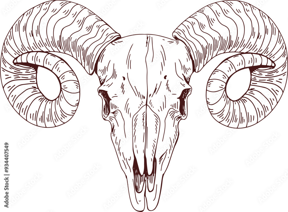 Rams skull. Wild animals head skeleton, front view. Detailed anatomy ...