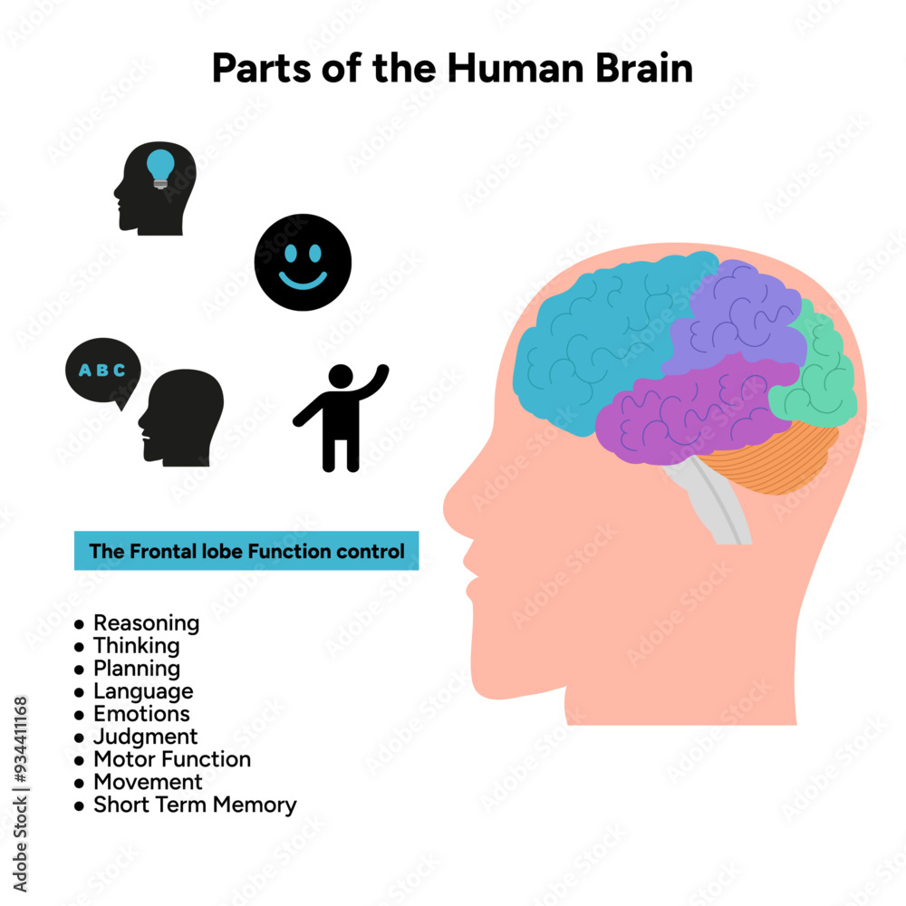 Parts of Human brain anatomy with colored parts diagram medical ...