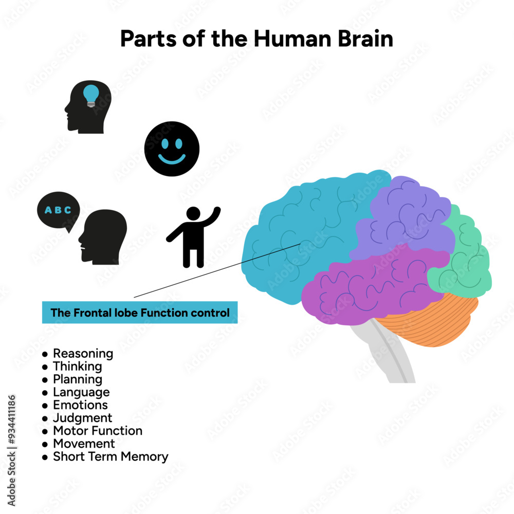 Parts of Human brain anatomy with colored parts diagram medical ...