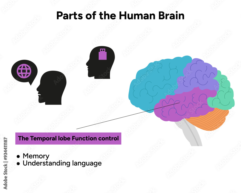 Vector de Stock Parts of Human brain anatomy with colored parts diagram ...