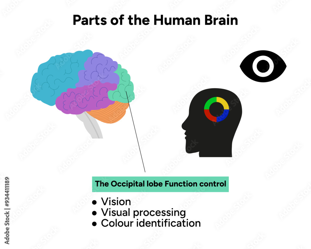 Parts of Human brain anatomy with colored parts diagram medical ...