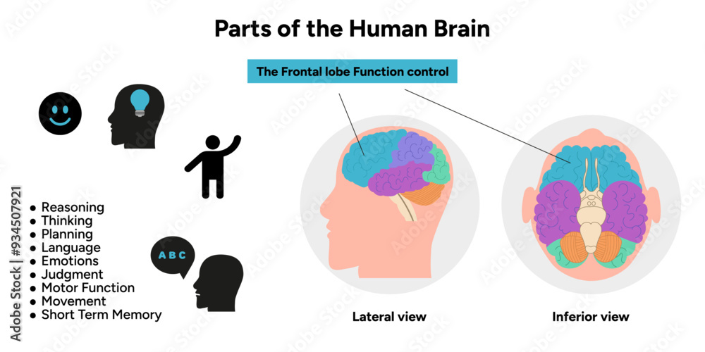 Parts of Human brain anatomy with colored parts diagram medical ...