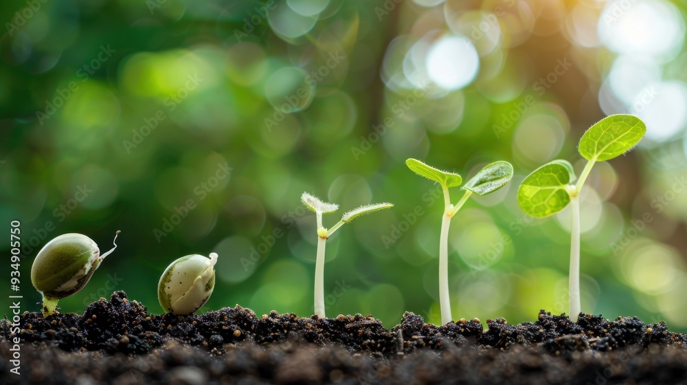 Seedling growth stages in soil with blurrred greenery background Stock ...