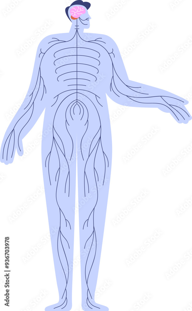 Human nervous system with brain, cerebellum, spinal cord and nerves ...