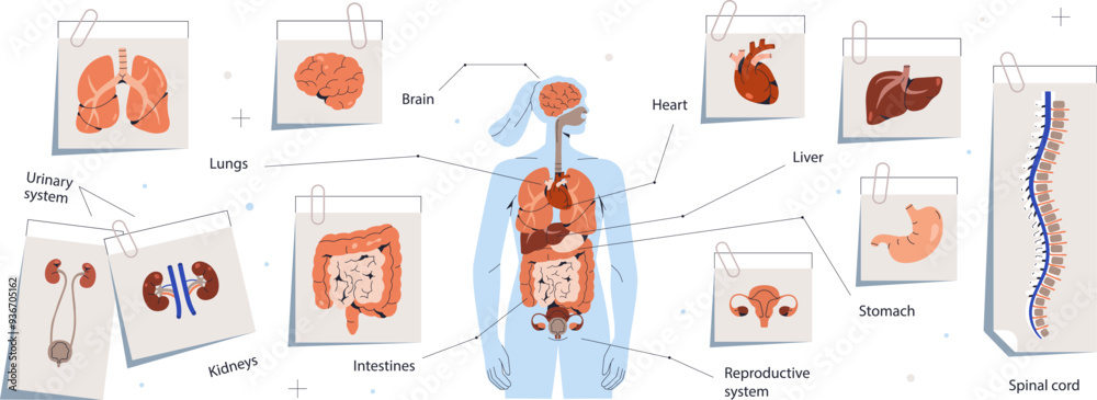 Stockvektorbilden Body chart, human internal organs. Anatomy ...
