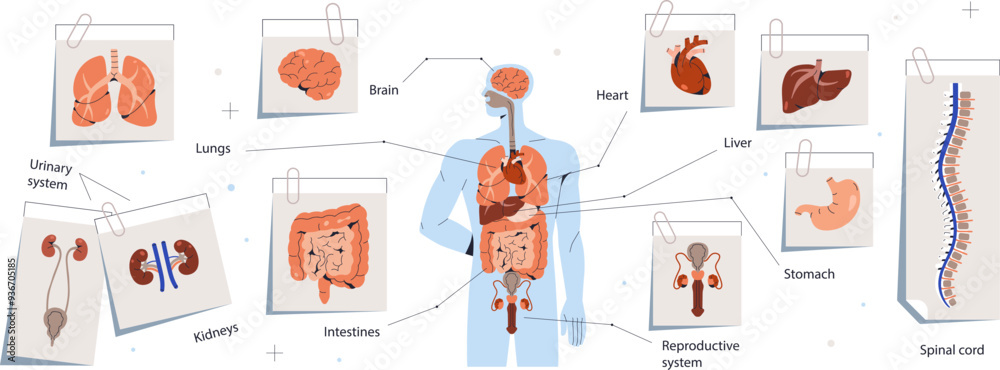 Internal inner organs, human body chart. Anatomical infographic ...