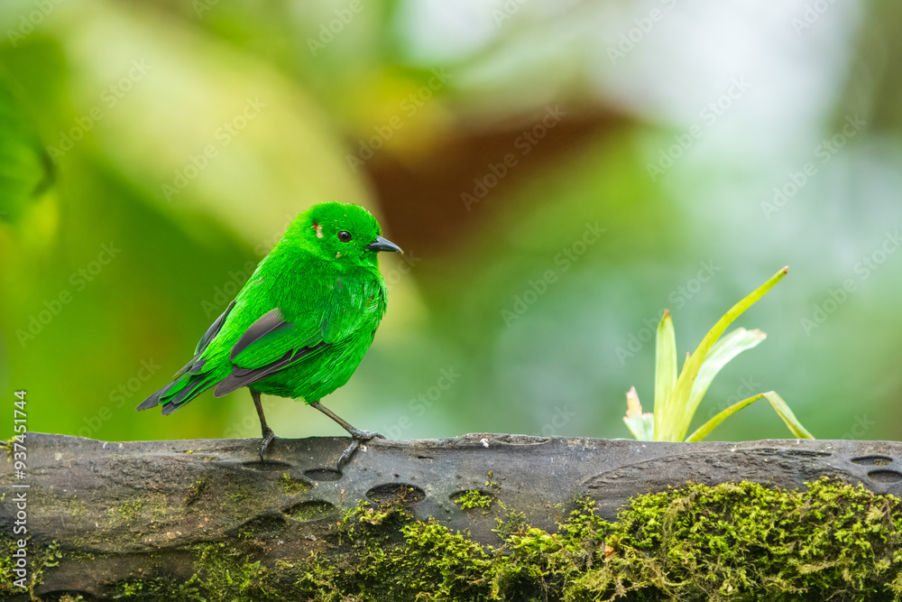 Glistening-green Tanager, Chlorochrysa phoenicotis, Brilliantly-colored ...