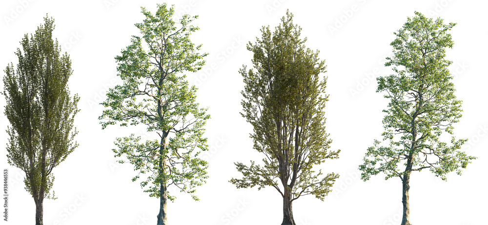 Set of Populus nigra (the black poplar) and Populus cathayana frontal ...