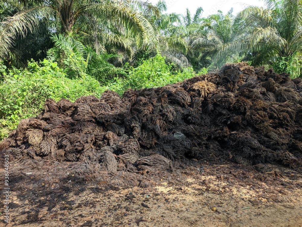 Oil Palm waste (janjangan kosong) in Kalimantan plantations is turned ...