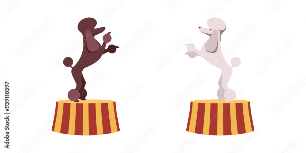 Circus dogs standing on pedestal. Cute brown and white poodles on stage ...