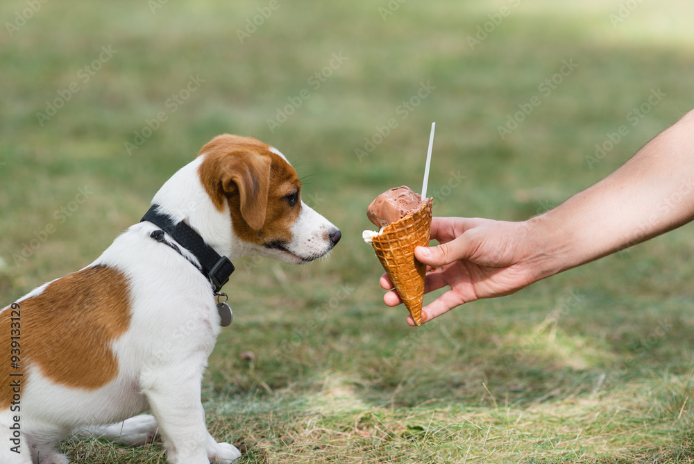 Jack russell terrier puppy eating ice cream cone on the green lawn. Man ...