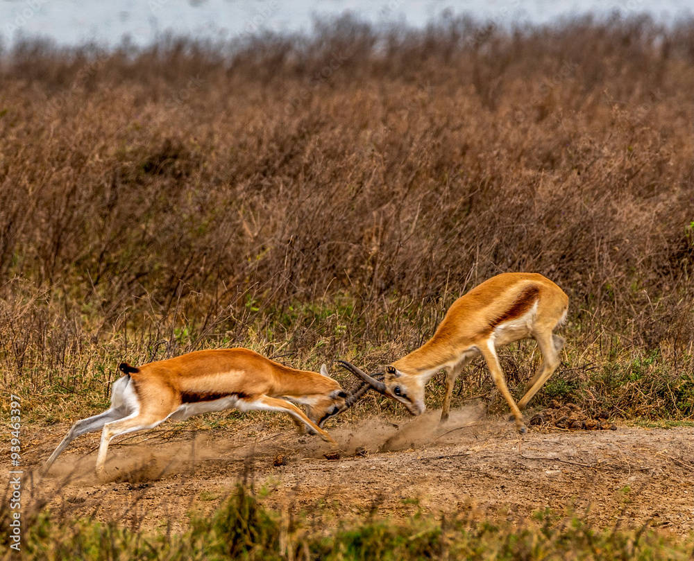 Gazelle fight at Ngorongoro Conservation Area, Tanzania Stock Photo ...