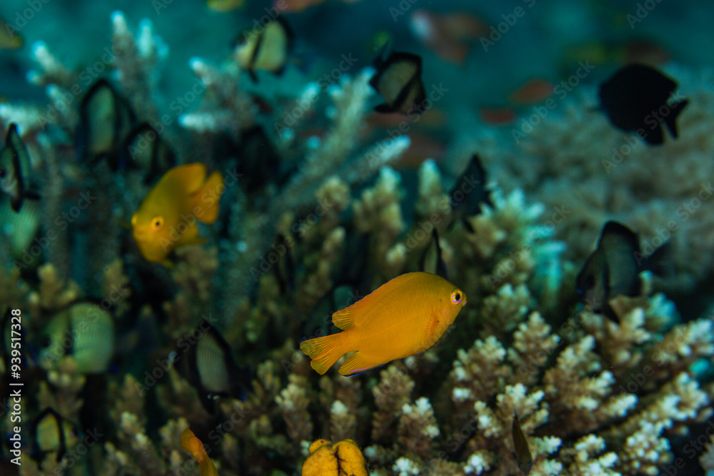 PG Island, Oriental Mindoro Province, Philippines - Close-up of marine ...