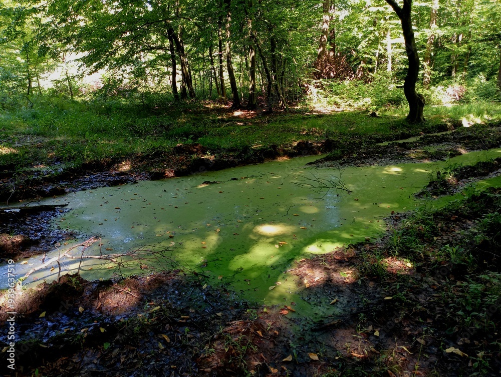 Cover the surface of the puddle with green watercress. A large puddle ...