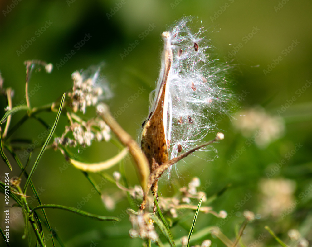 Monarch Narrow Leaf Milkweed pod releasing Parachute Seeds Stock Photo ...