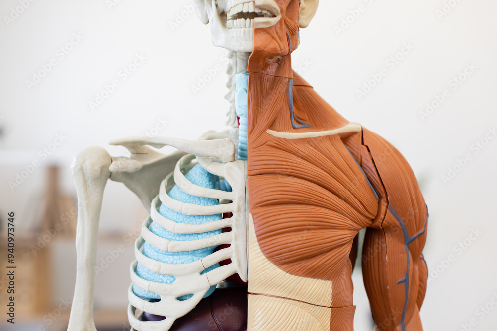 Medical anatomy model displaying half skeletal and half muscular ...