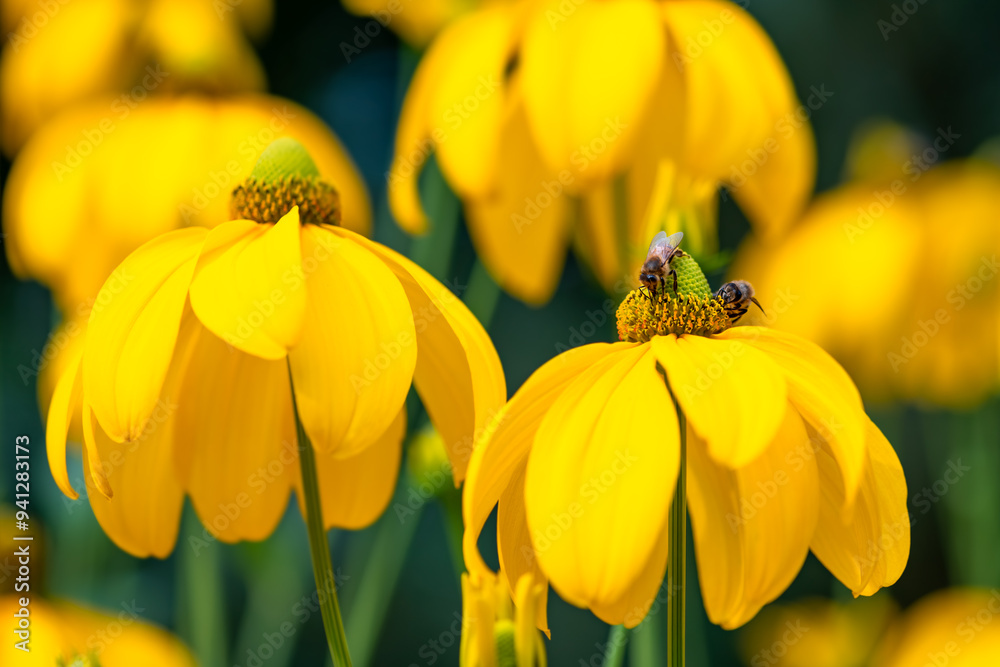Bees (Apis) collecting nectar on a yellow summer flower. The insects ...
