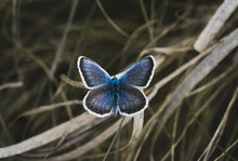 Vibrant Blue Butterfly Free Stock Photo - Public Domain Pictures