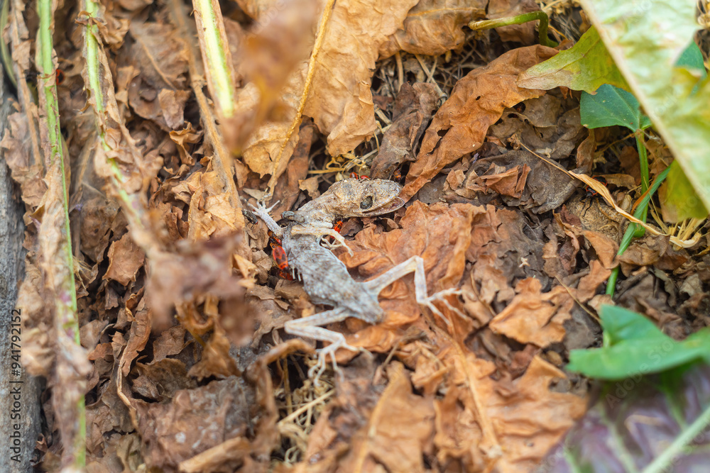 Scavenger insects such as flies and red bugs - firefighters have ...
