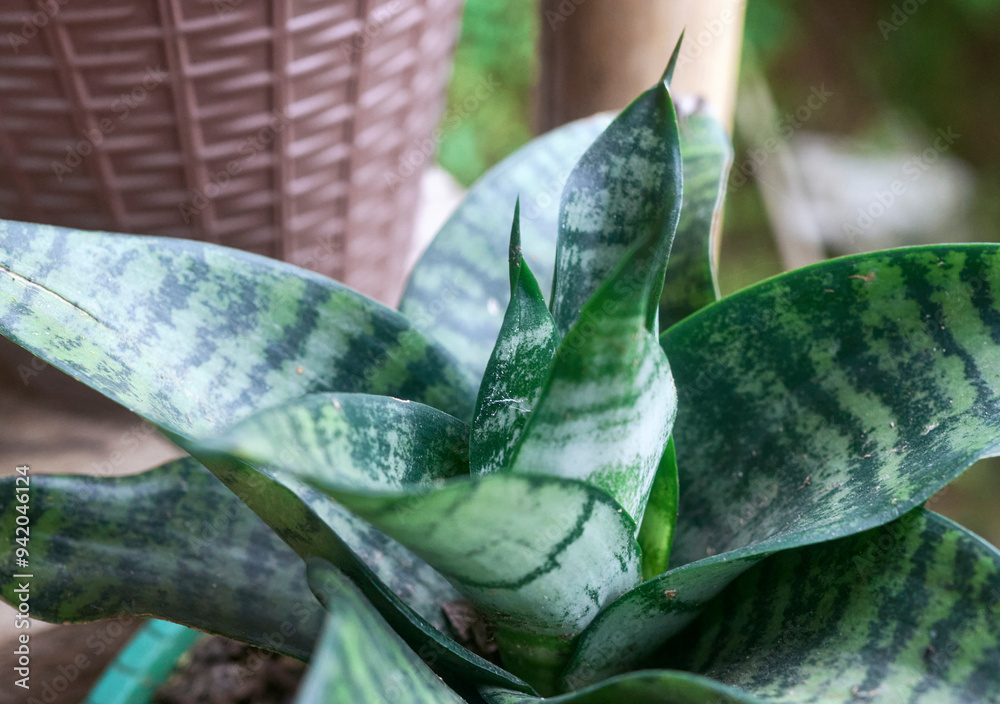 Sansevieria green Hahnii dwarf plant (mother-in-law's tongue or snake ...