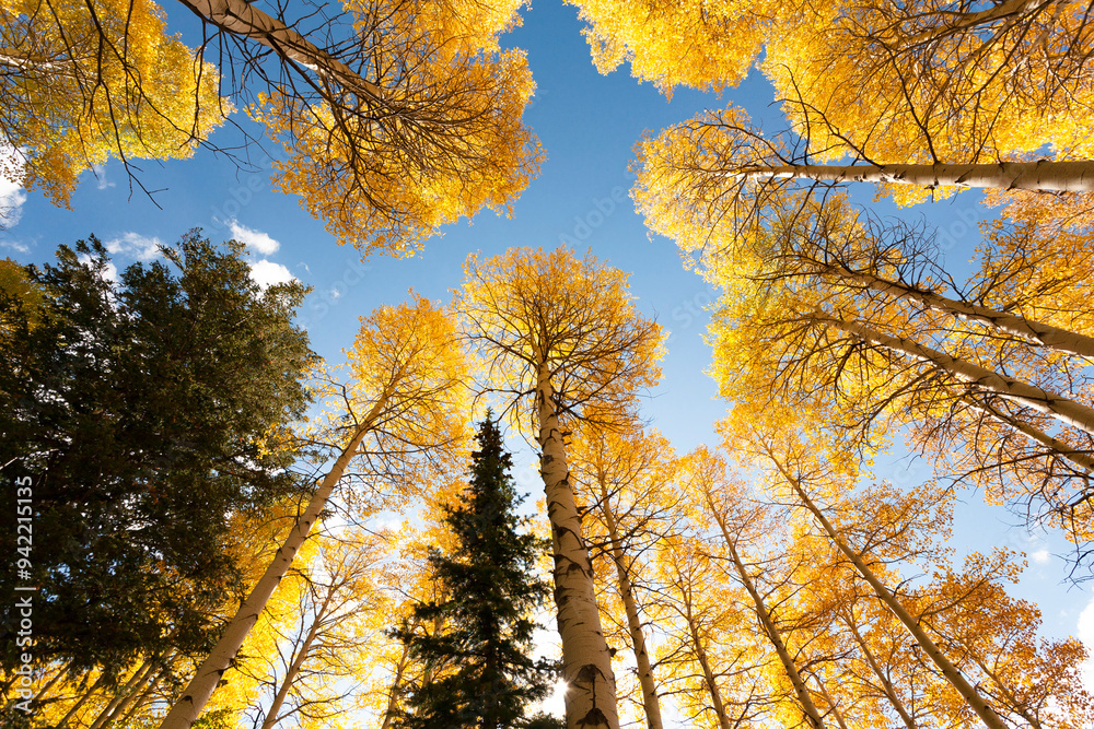 USA, Idaho, Targhee National Forest. Looking up through Quaking Aspens ...