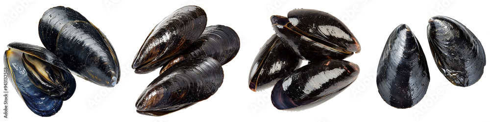Black mussels with a glossy shell finish, slightly open revealing the ...