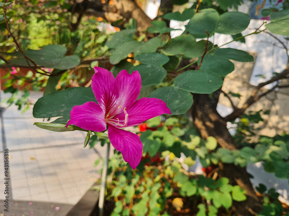 Bauhinia Blakeana flower blooming in a garden. Also known as Blake's ...