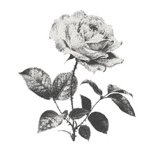 Rose Blossom Vintage Art Free Stock Photo - Public Domain Pictures