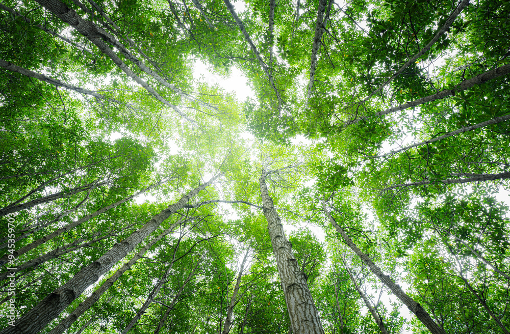Bottom-up view green mangrove forest canopy. Natural carbon sink fight ...