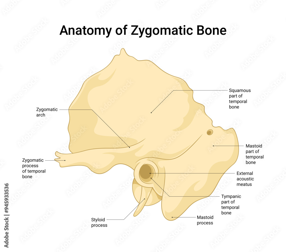 Anatomy of Zygomatic Bone Structure Stock Vector | Adobe Stock