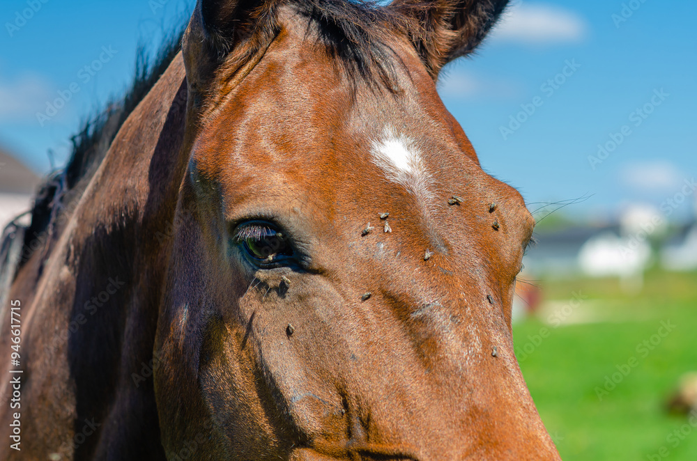 Head of brown horse with white spot on forehead. Flies sat on horse's ...