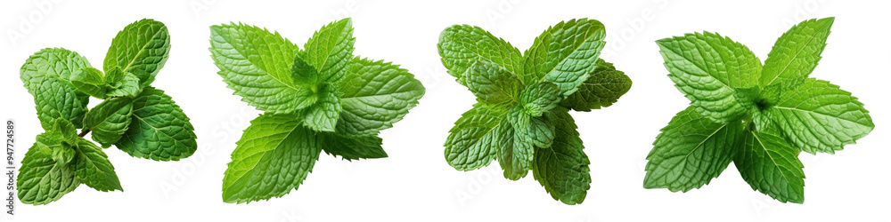 Mint png cut out element set Stock Photo | Adobe Stock