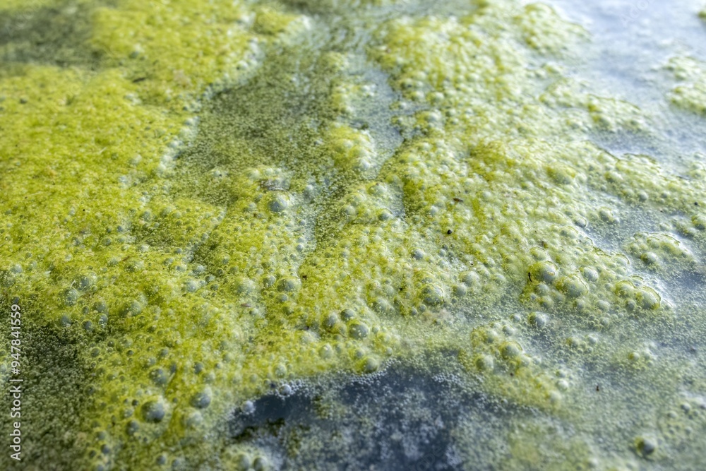Proliferation of algae and verdin in irrigation water, eutrophication ...