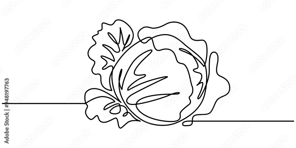 Cabbage head, cole simple vector illustration for background. One line ...