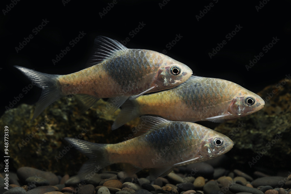 trio of Black ink barb (Barbodes bunau) Rare endemic fish of borneo ...