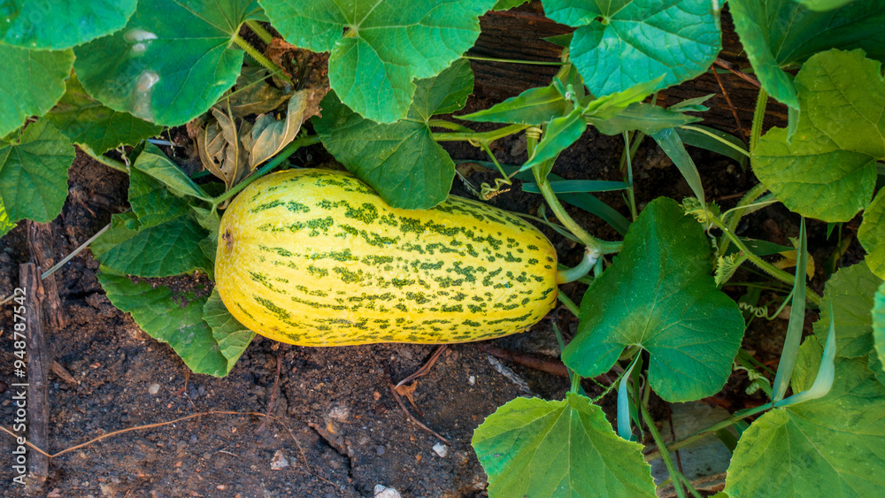 Stock-Foto „Orental pickling melon, wolgwa or shirouri. The flesh is ...