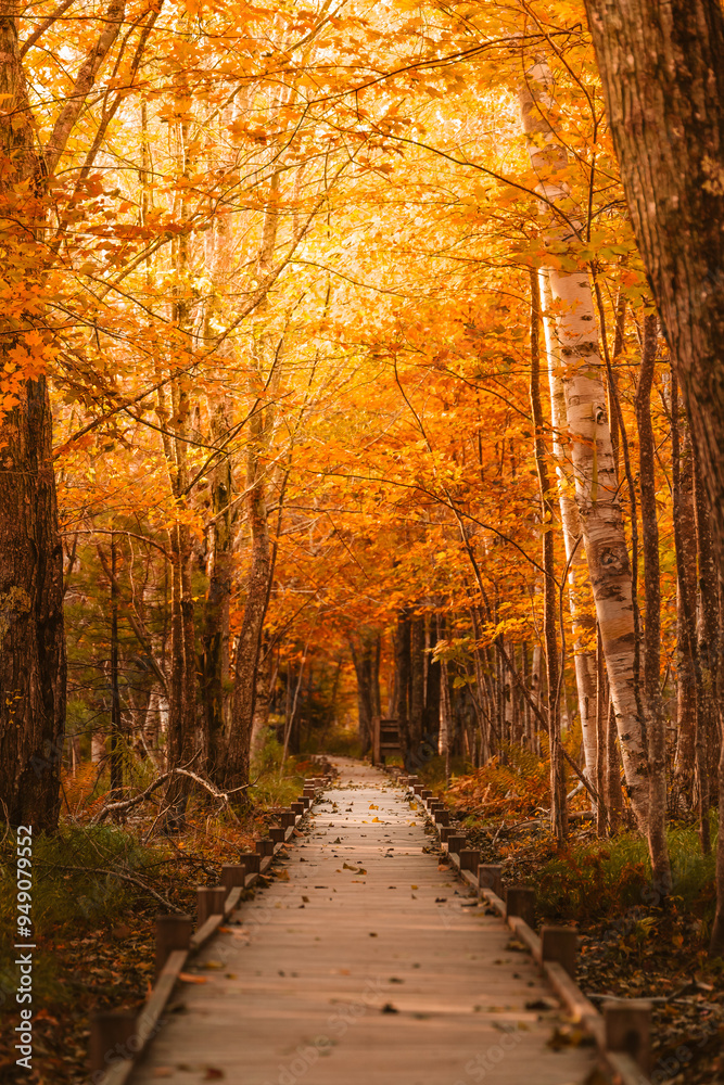 Epic Fall Foliage New England Forest Boardwalk Trail. Canopy of Trees ...