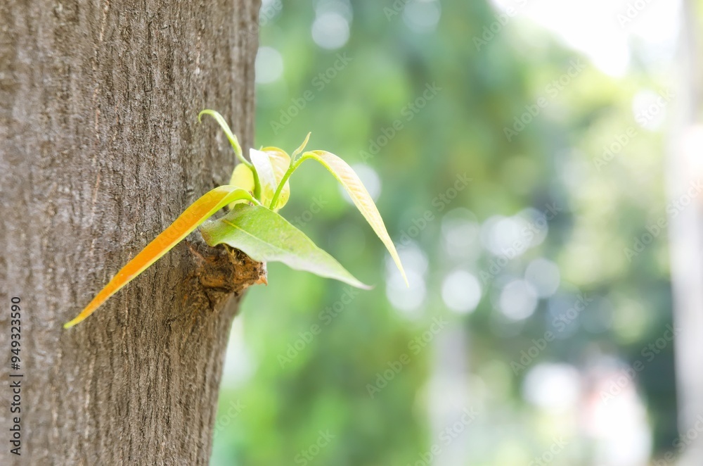 Newly grown shoots of Monoon longifolium tree, false ashoka also known ...