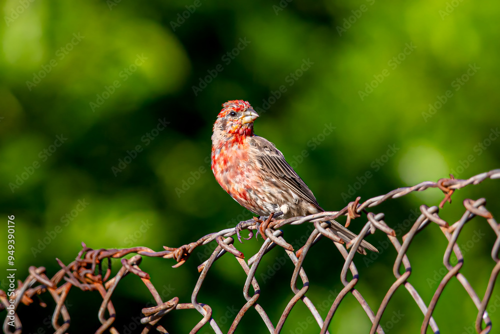 El pinzón mexicano, camachuelo mexicano , conocido también como ...
