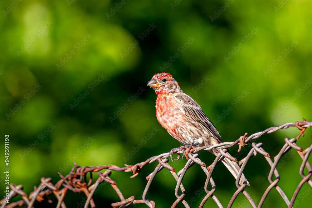 Стоковое фото «El pinzón mexicano, camachuelo mexicano , conocido ...