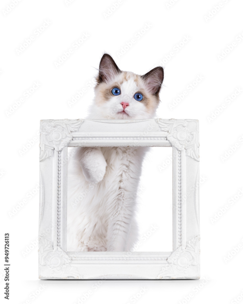 Handsome Ragdoll cat kitten ssitting behind empty white image frame ...