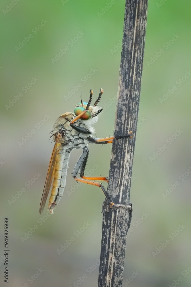 Potrait Robber Fly ( Asilidae ) are a family of flies known for their ...