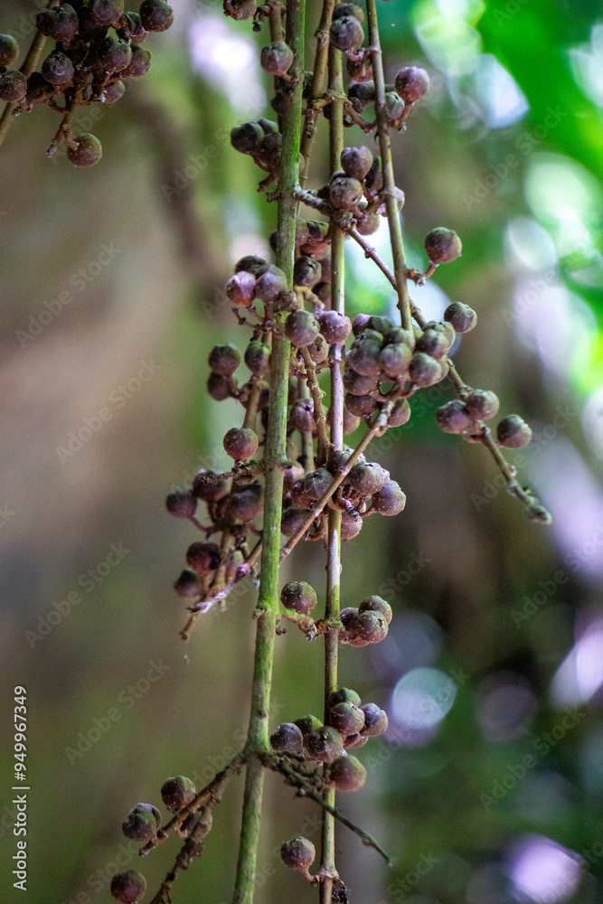 Ficus Pungens fruit. Ficus is a genus of about 850 species of woody ...