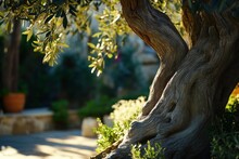 Wild Olive Tree Free Stock Photo - Public Domain Pictures