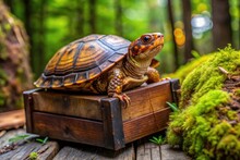 Ornate Box Turtle Close-up Free Stock Photo - Public Domain Pictures