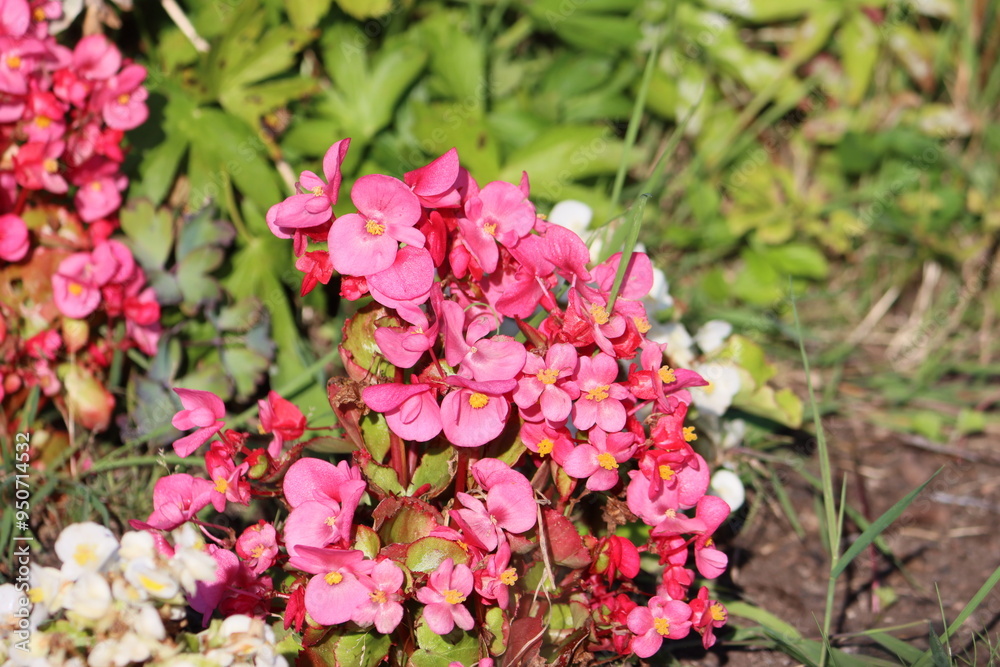 Begonia is a genus of perennial flowering plants in the family ...