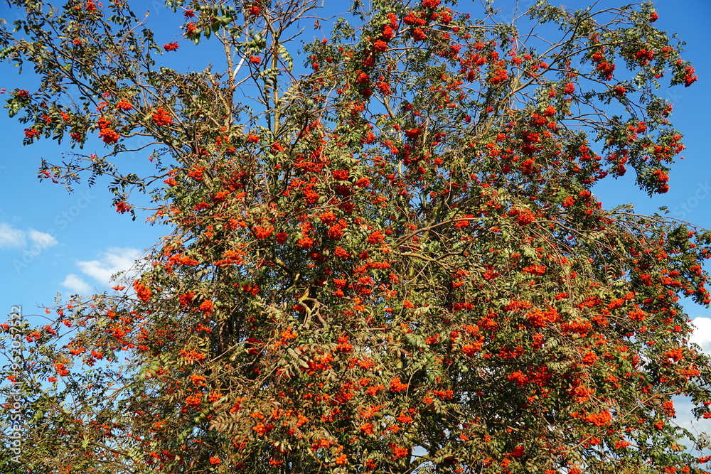 ภาพถ่าย Stock Rowan ash tree (Sorbus aucuparia) in summer, it is a ...