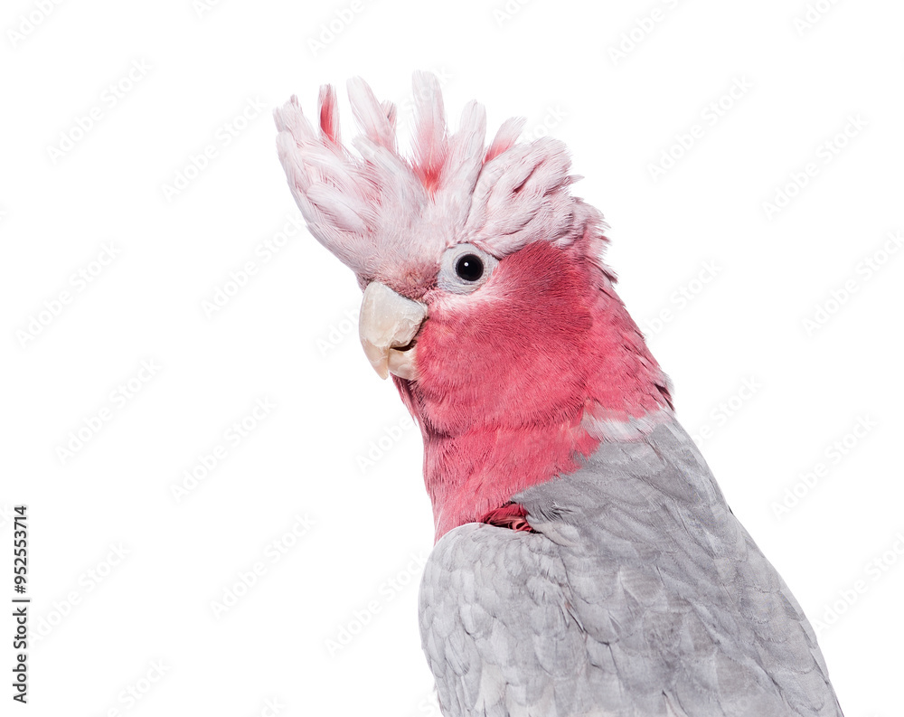 Head shot, Side view of Roseate Cockatoo, or Galah, with its crest ...