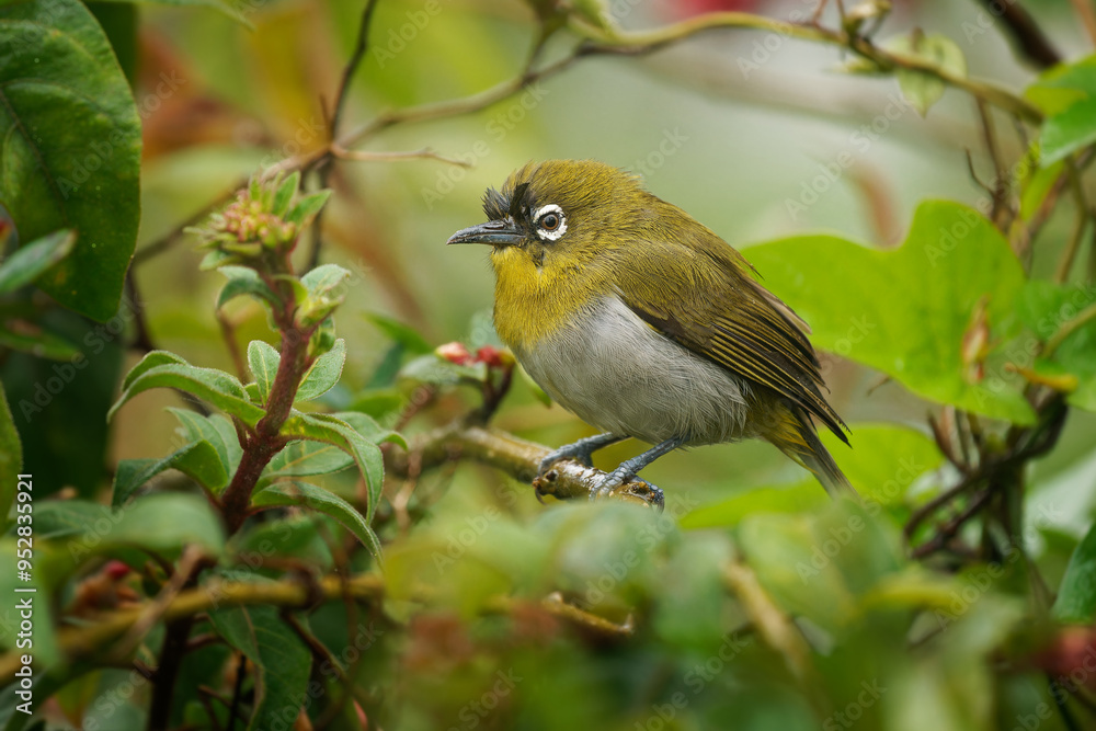 Sri Lanka white-eye Zosterops ceylonensis small passerine bird endemic ...